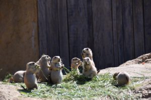 Prairiehonden | DierenWiki | Knaagdieren > Prairiehonden