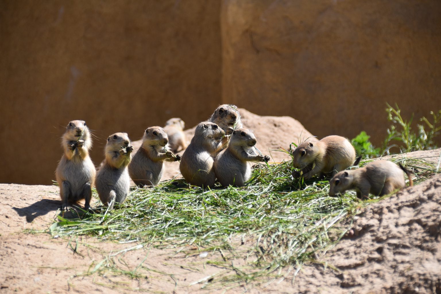 Prairiehonden | DierenWiki | Knaagdieren > Prairiehonden