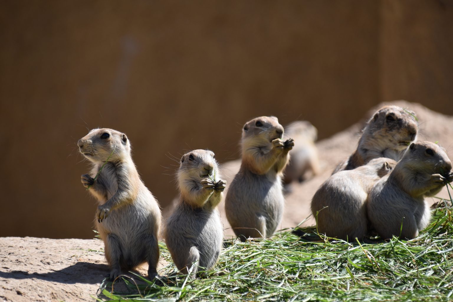 Prairiehonden | DierenWiki | Knaagdieren > Prairiehonden