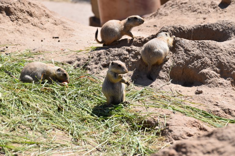 Prairiehonden | DierenWiki | Knaagdieren > Prairiehonden