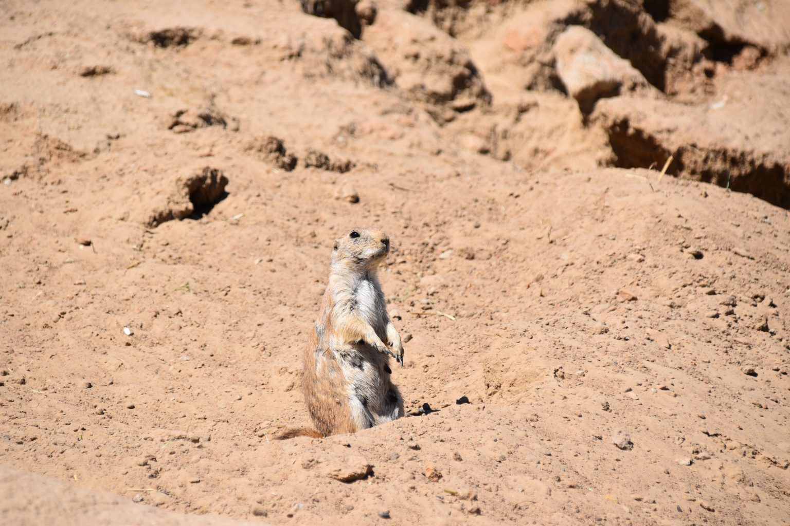 Prairiehonden | DierenWiki | Knaagdieren > Prairiehonden