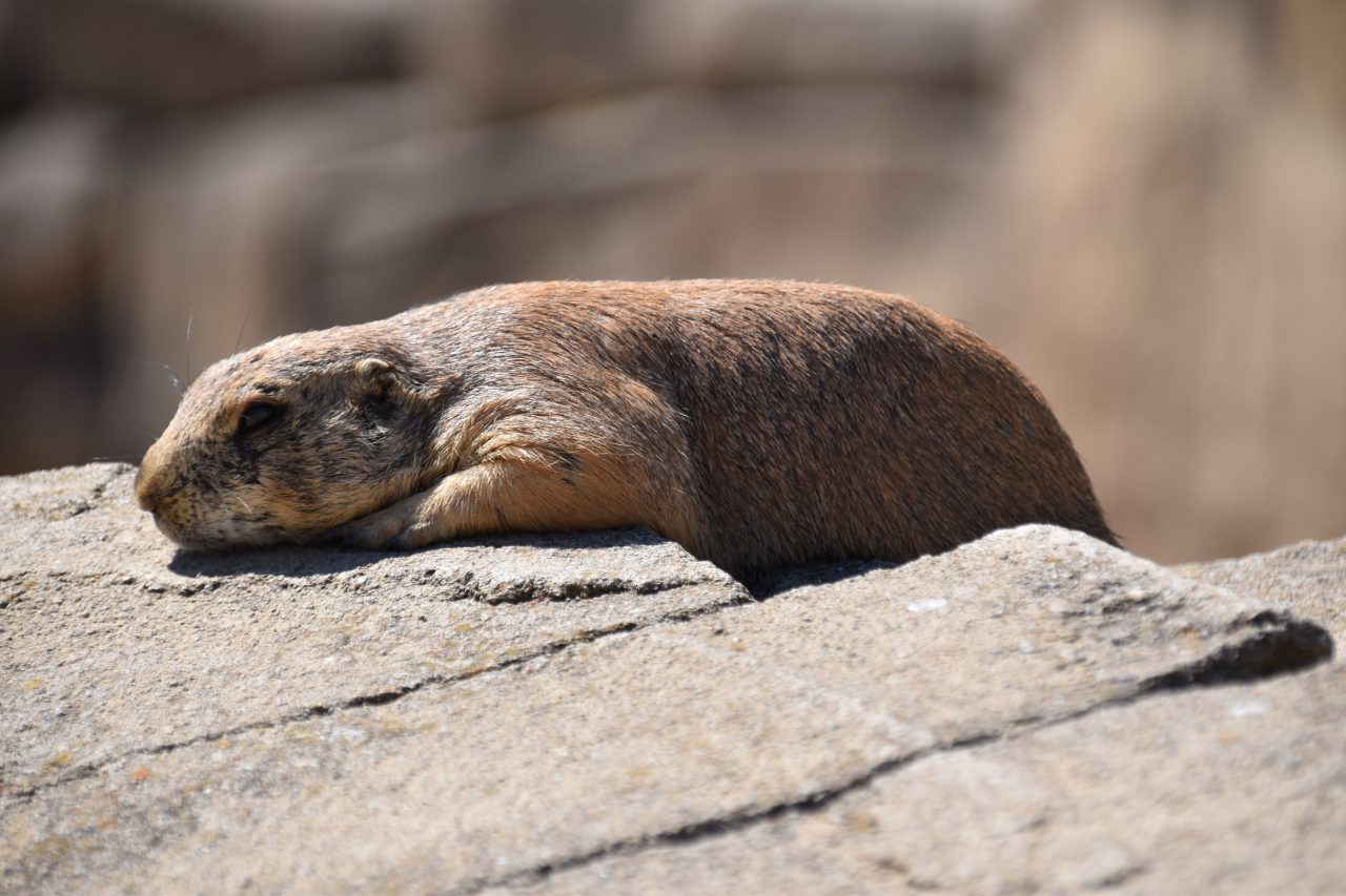 Prairiehonden | DierenWiki | Knaagdieren > Prairiehonden
