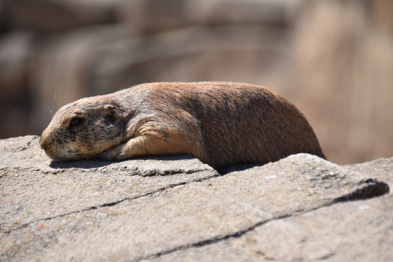Prairiehonden | DierenWiki | Knaagdieren > Prairiehonden