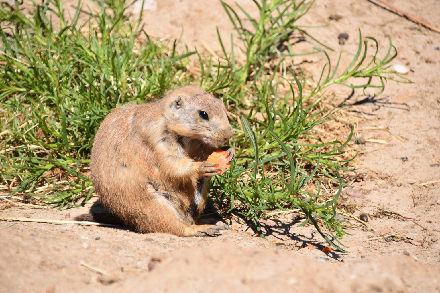 Prairiehonden | DierenWiki | Knaagdieren > Prairiehonden