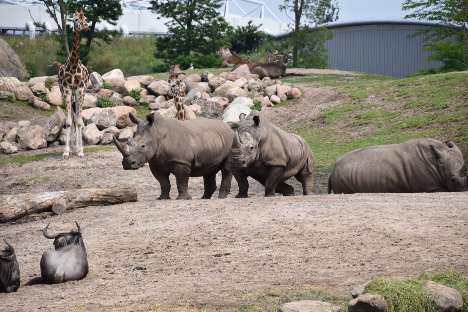Neushoorns | DierenWiki | De Neushoorn