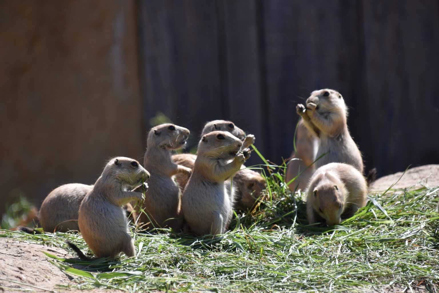 Prairiehonden | DierenWiki | Knaagdieren > Prairiehonden