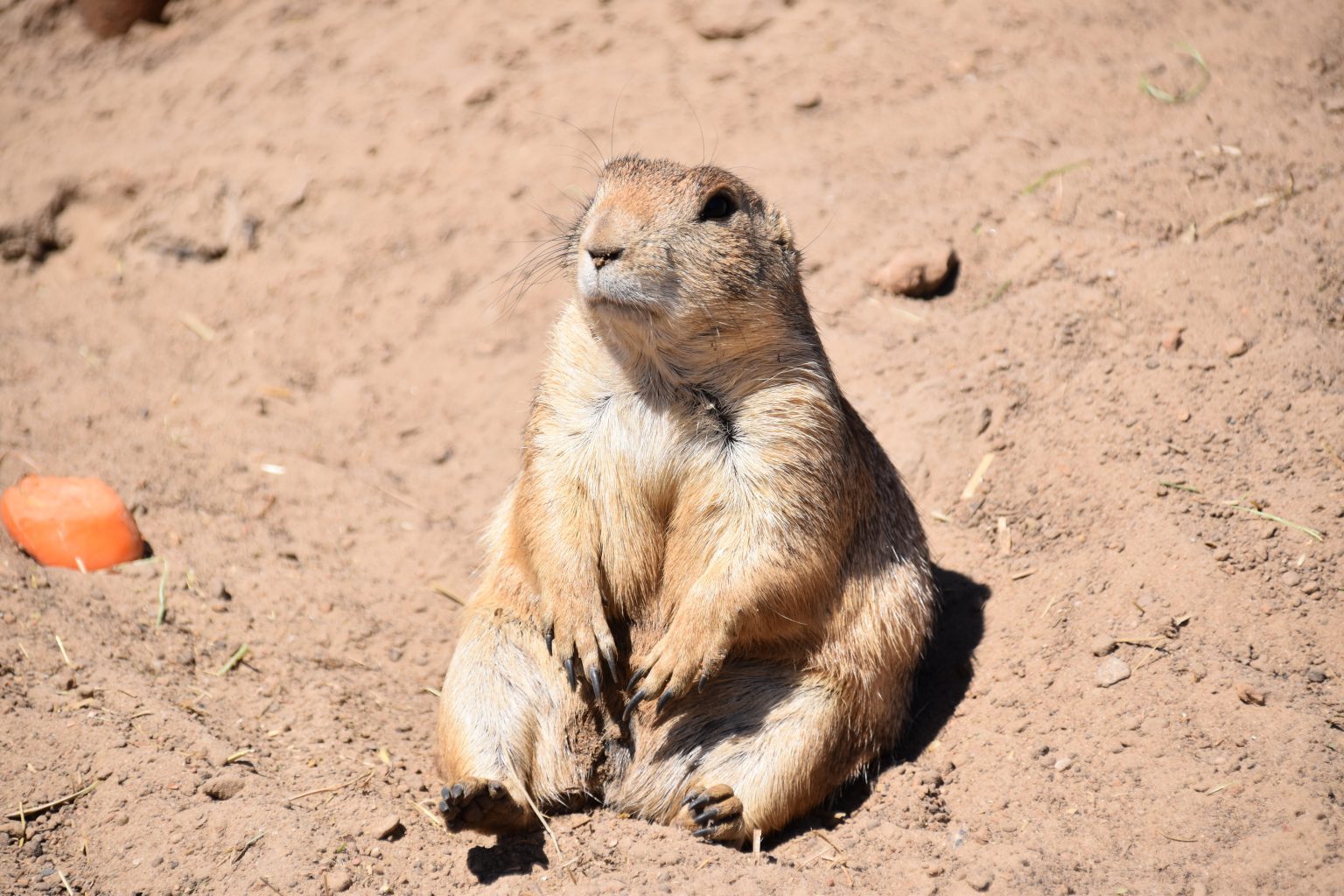 Prairiehonden | DierenWiki | Knaagdieren > Prairiehonden