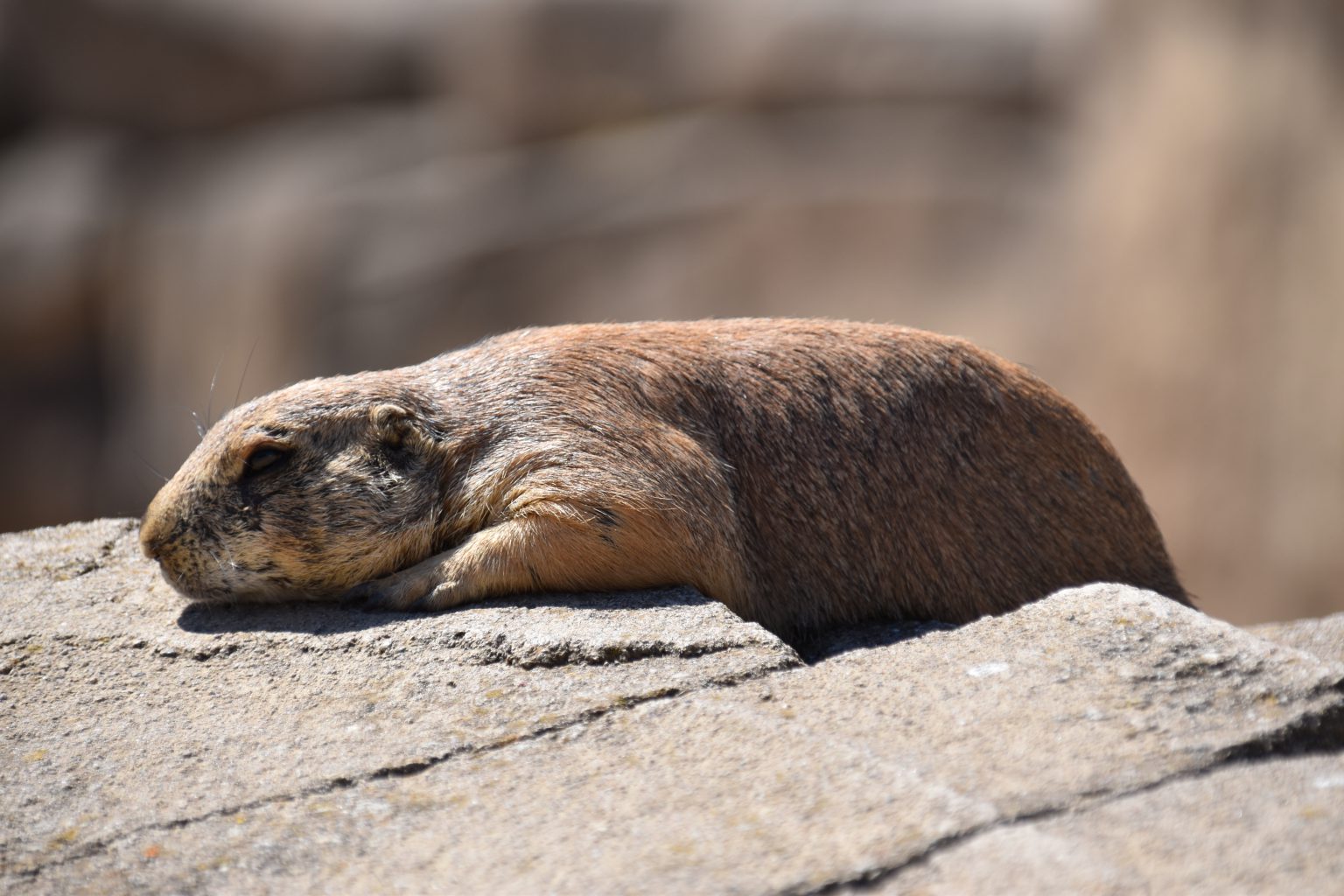 Prairiehonden | DierenWiki | Knaagdieren > Prairiehonden