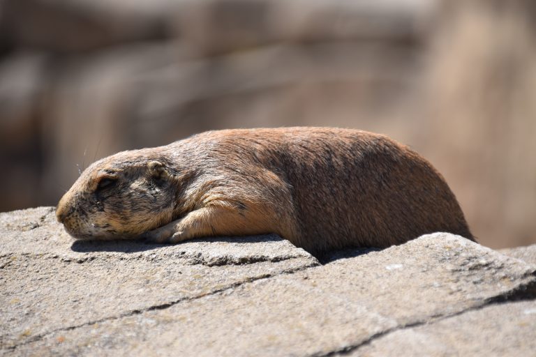 Prairiehonden | DierenWiki | Knaagdieren > Prairiehonden