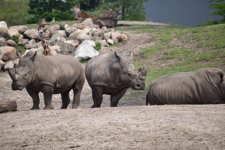 Neushoorns | DierenWiki | De Neushoorn