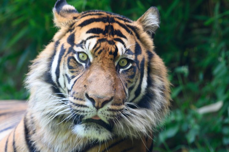 Spreekbeurt tijger | DierenWiki | Spreekbeurt tijger