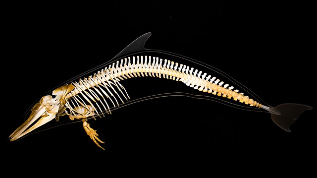 Spreekbeurt dolfijnen - DierenWiki | Spreekbeurt dolfijnen