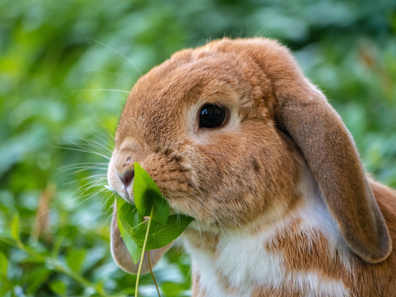 Spreekbeurt konijnen | DierenWiki