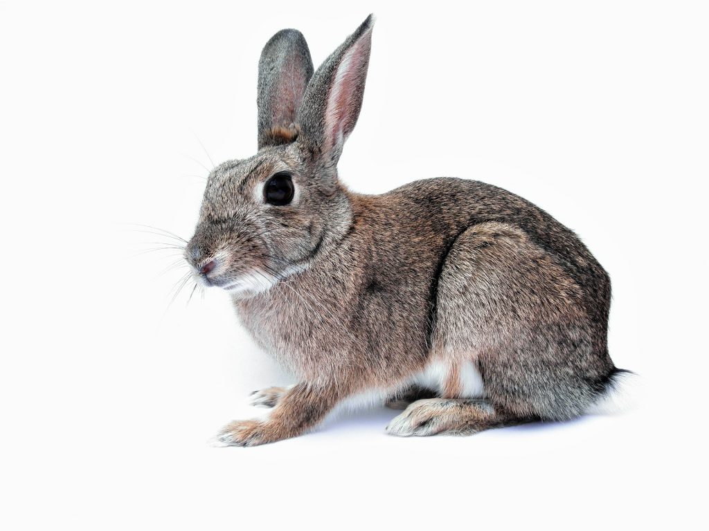 Spreekbeurt konijnen | DierenWiki | Spreekbeurt konijnen