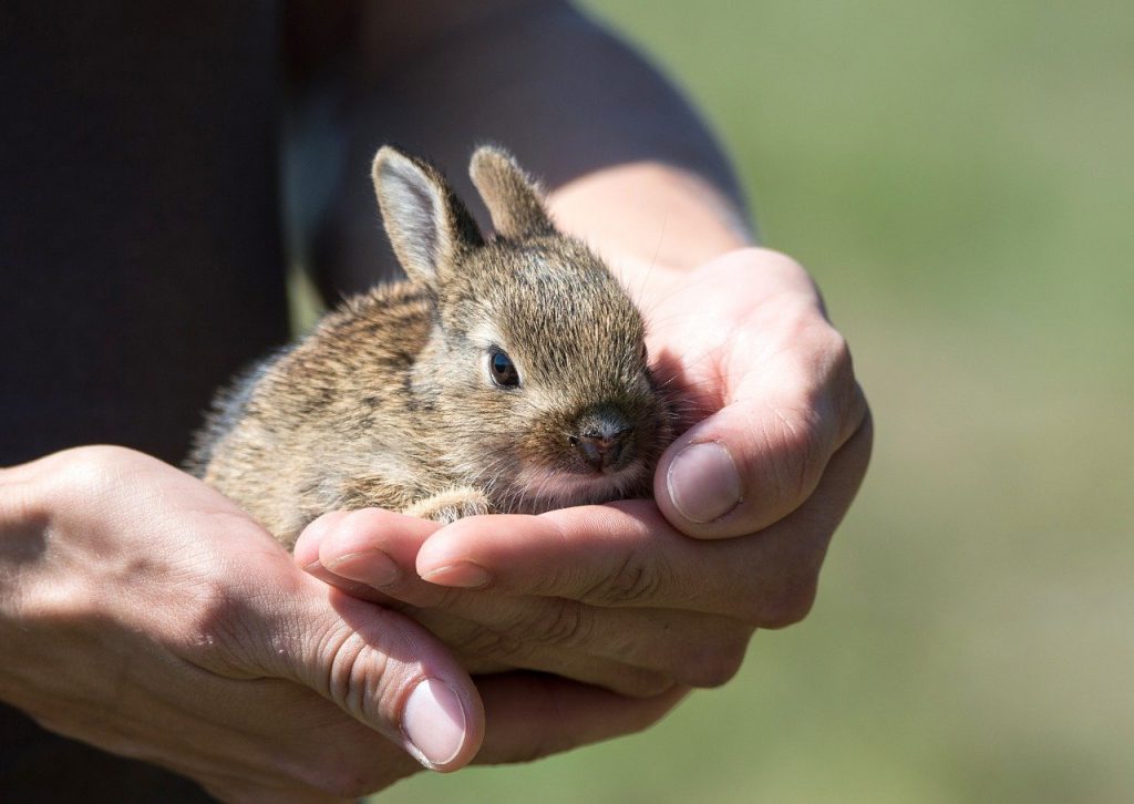 Spreekbeurt konijnen | DierenWiki | Spreekbeurt konijnen