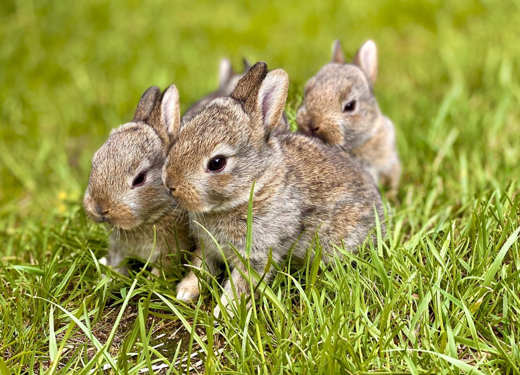 Spreekbeurt konijnen | DierenWiki | Spreekbeurt konijnen
