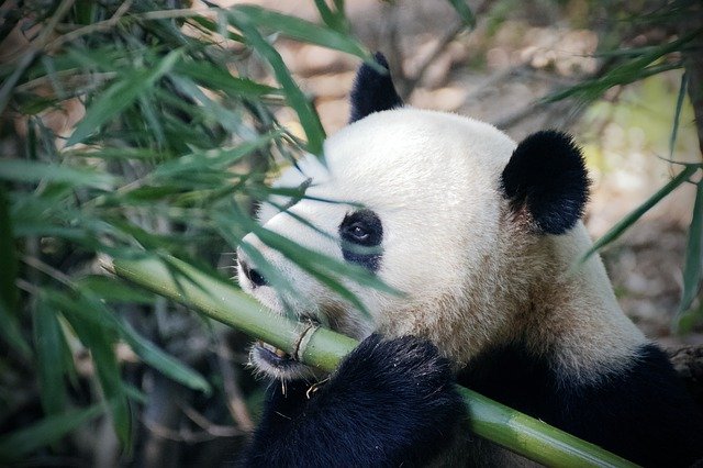 Spreekbeurt panda | DierenWiki | Spreekbeurt panda