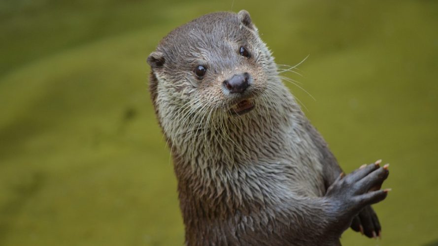 Het jaar van de otter | DierenWiki | Jaar van de Otter