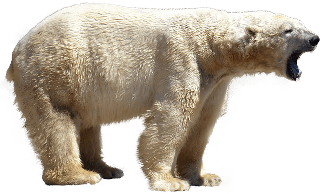 Spreekbeurt IJsbeer | DierenWiki | Spreekbeurt IJsbeer