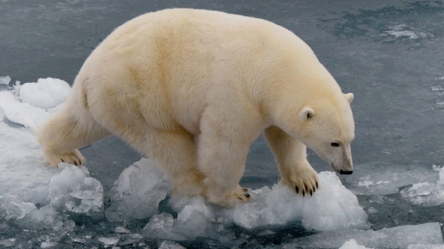 Spreekbeurt IJsbeer | DierenWiki | Spreekbeurt IJsbeer