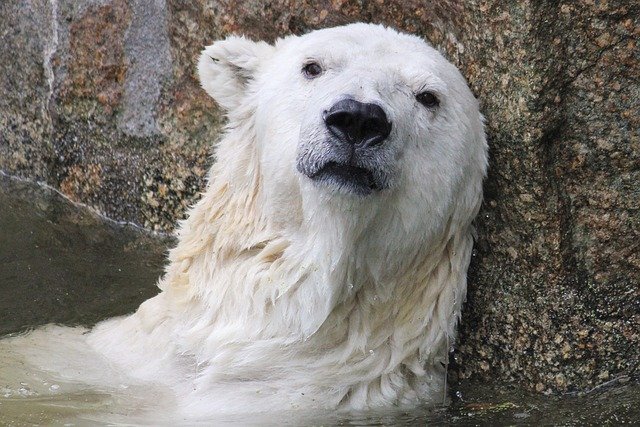 Spreekbeurt IJsbeer | DierenWiki | Spreekbeurt IJsbeer