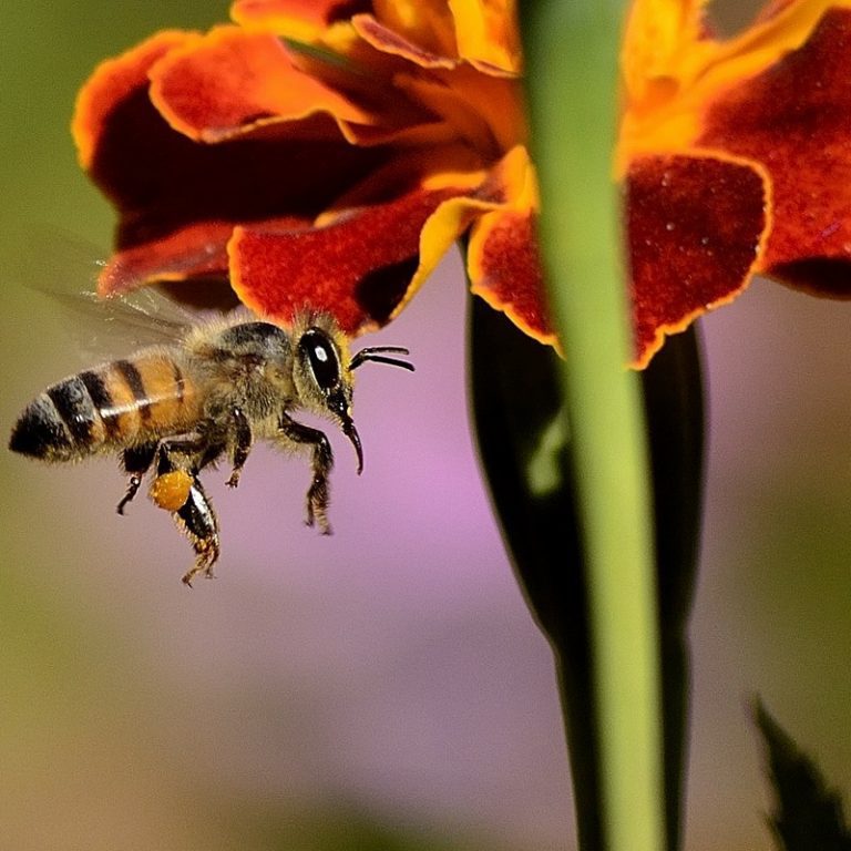 Geleedpotigen | DierenWiki | Alle info over > Geleedpotigen