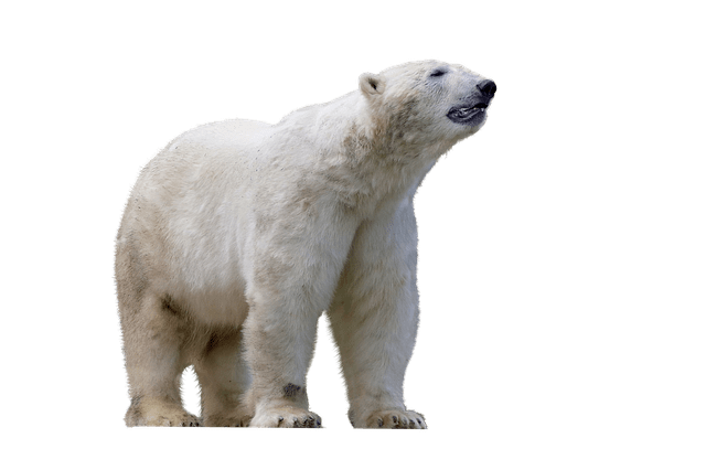 Spreekbeurt IJsbeer | DierenWiki | Spreekbeurt IJsbeer