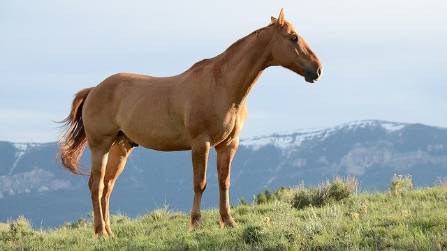 Spreekbeurt Paard | DierenWiki | Spreekbeurt paard