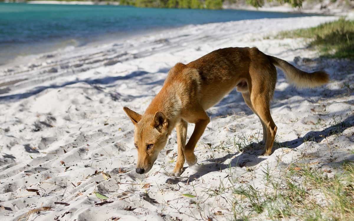 Dingo | DierenWiki | Roofdieren | Hondachtigen | Dingo