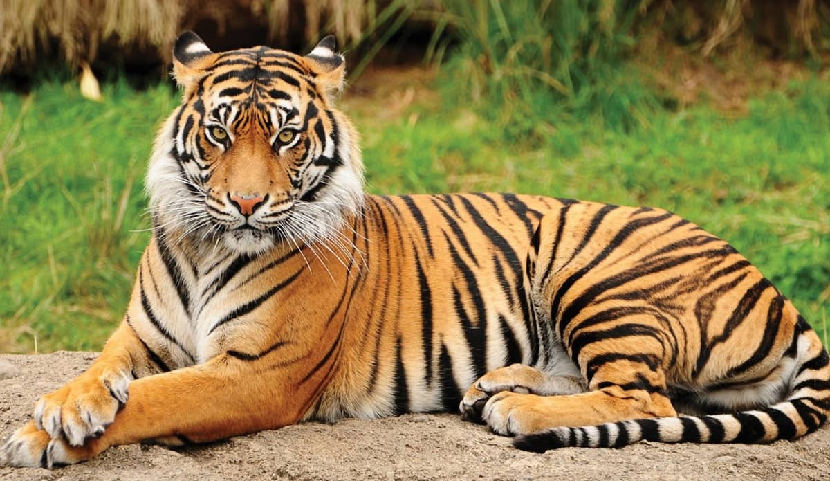 Tijger | DierenWiki | Roofdieren | Katachtigen | Tijger