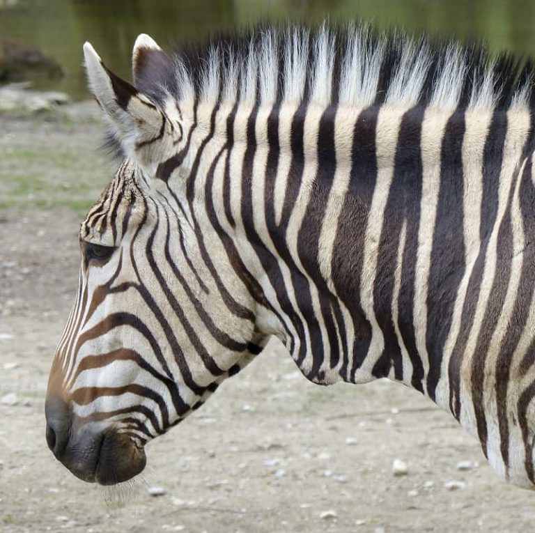Grevyzebra | DierenWiki | Grevyzebra