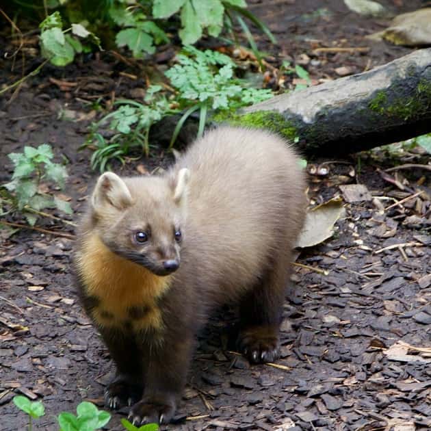 Hermelijn | DierenWiki | Hermelijn | Roofdieren | Hermelijn