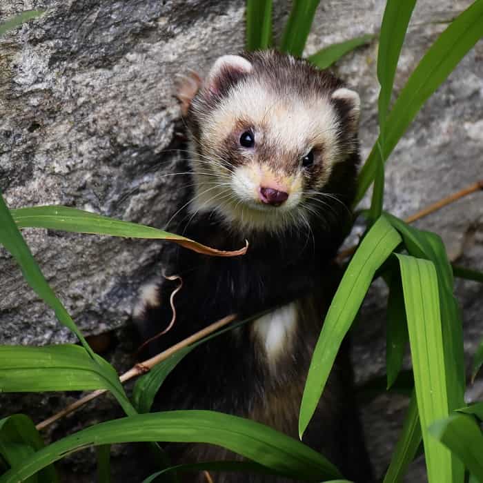 Hermelijn | DierenWiki | Hermelijn | Roofdieren | Hermelijn