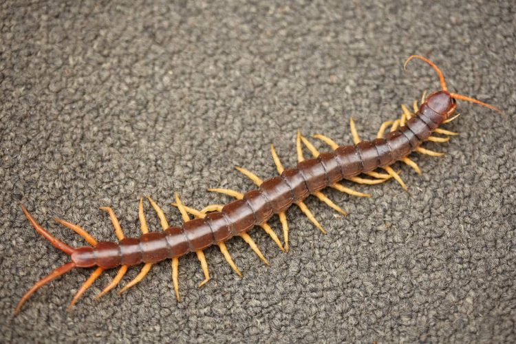 Duizendpoten | DierenWiki | Duizendpoten (Chilopoda)