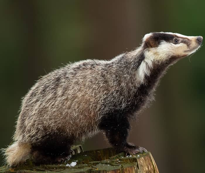 Das (Meles meles) | DierenWiki | (Meles meles) Das