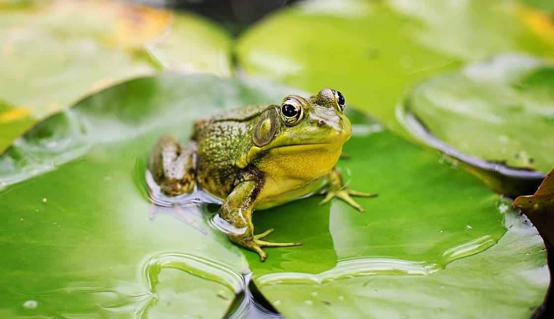 Amfibieën (Amphibia) | DierenWiki | Amfibieen
