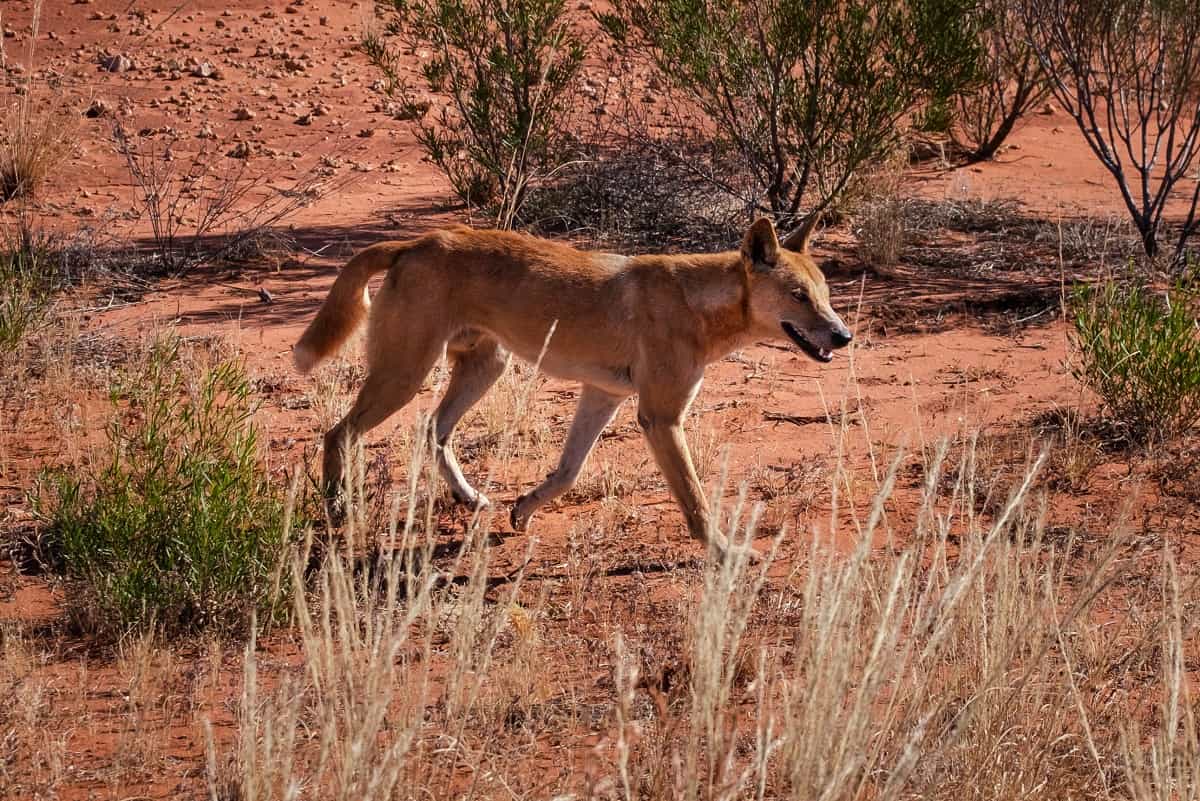 Dingo | DierenWiki | Roofdieren | Hondachtigen | Dingo