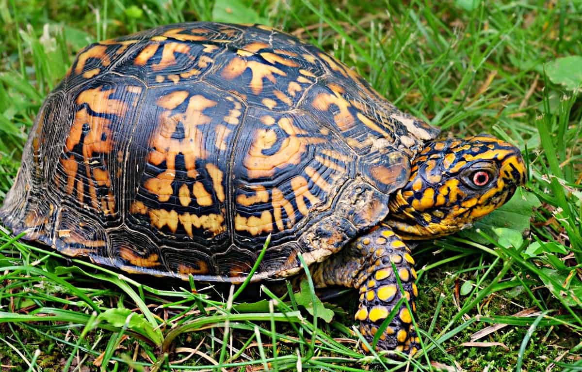 Geoemydidae | DierenWiki | Schildpadden | Geoemydidae