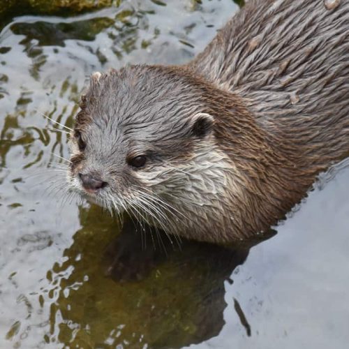 Otter | DierenWiki | Otter