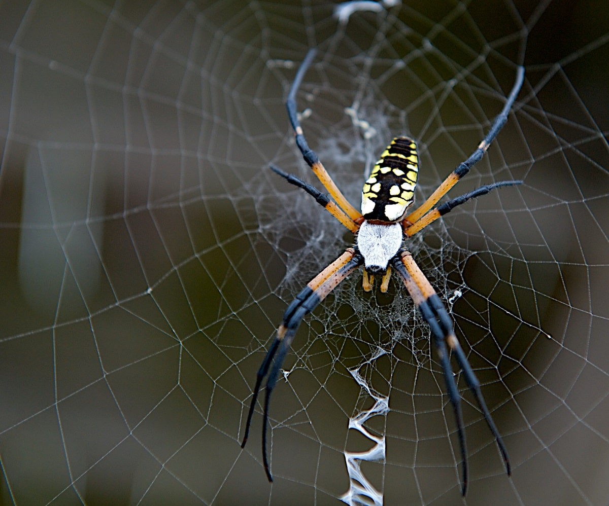 Spinachtigen | DierenWiki | spinachtigen (Arachnida)
