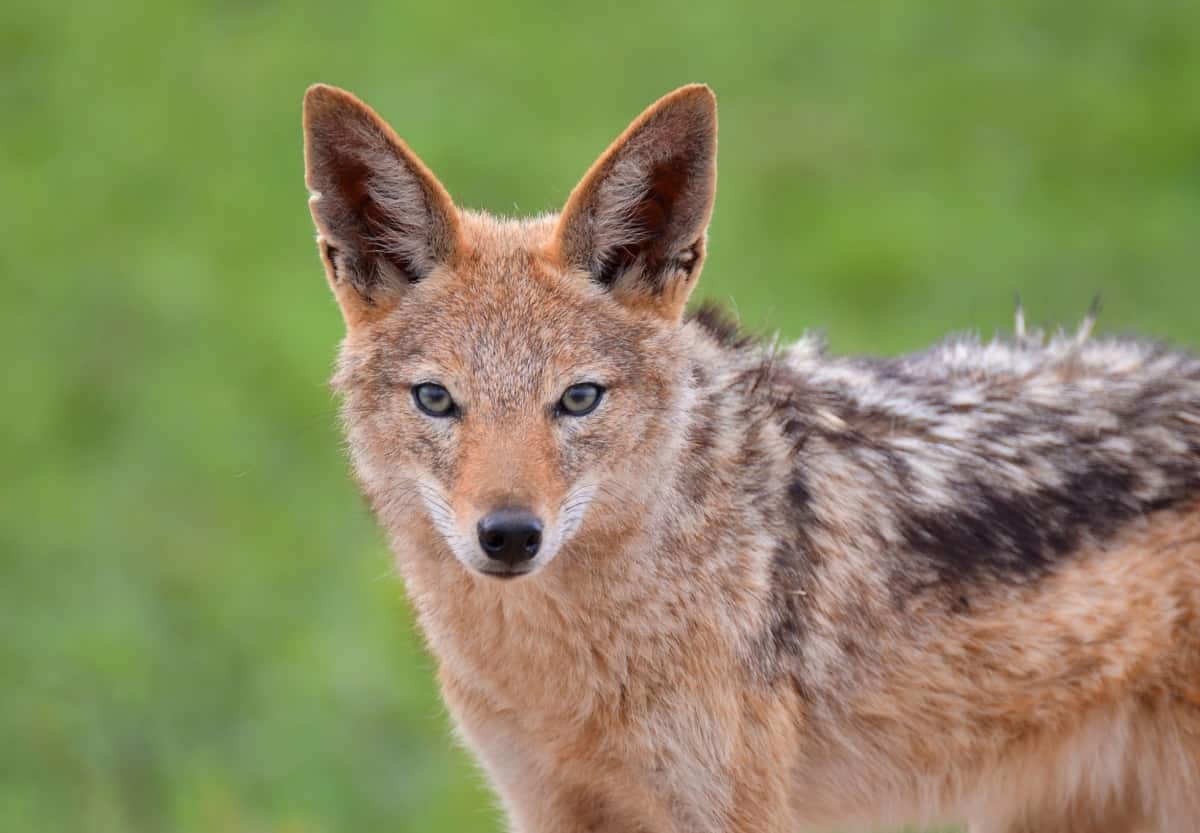 Gestreepte jakhals | DierenWiki | (Canis adustus) Gestreepte jakhals
