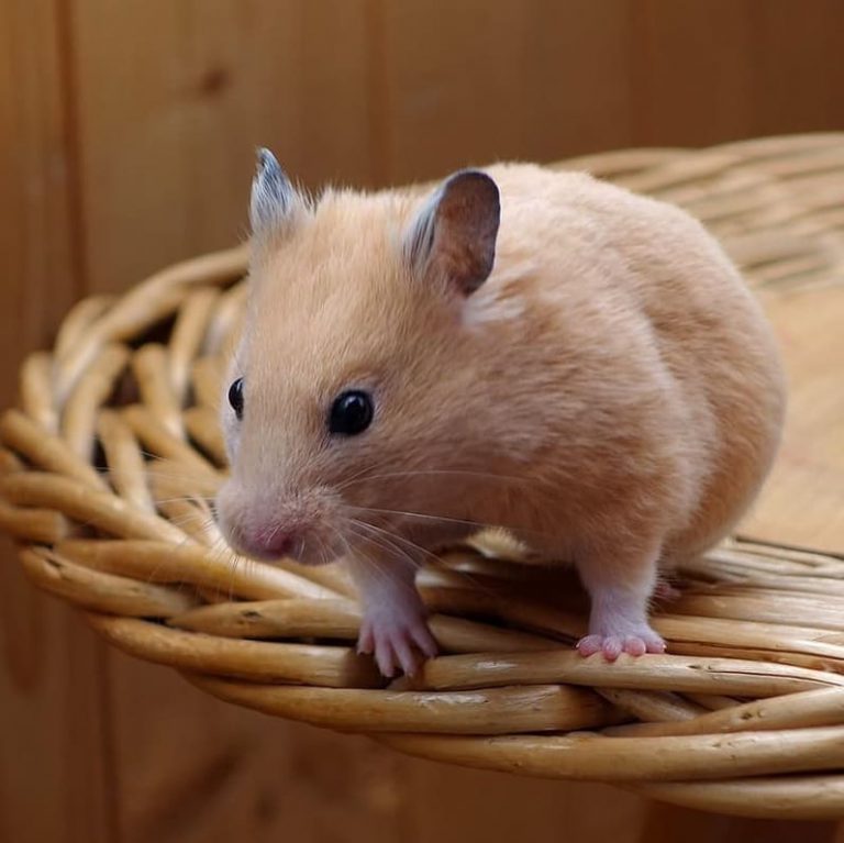 Goudhamster | DierenWiki | Knaagdieren | Goudhamster