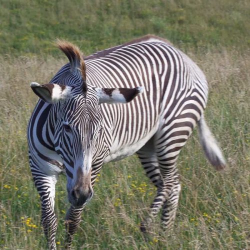 Bergzebra (Equus zebra) | DierenWiki | Zebra | Bergzebra