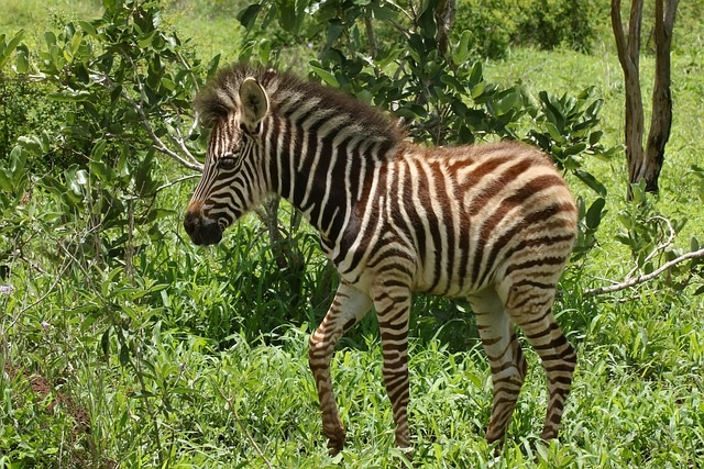 Spreekbeurt zebra's | DierenWiki | Spreekbeurt Zebra's