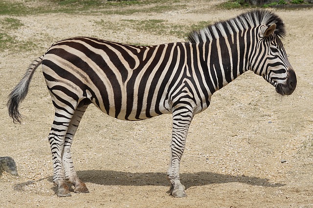 Spreekbeurt zebra's | DierenWiki | Spreekbeurt Zebra's
