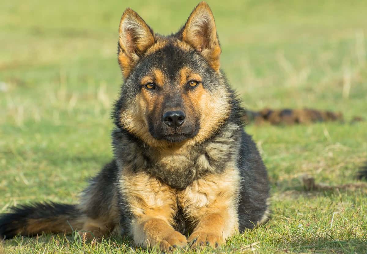 Canis | DierenWiki | Roofdieren | Hondachtigen | Canis
