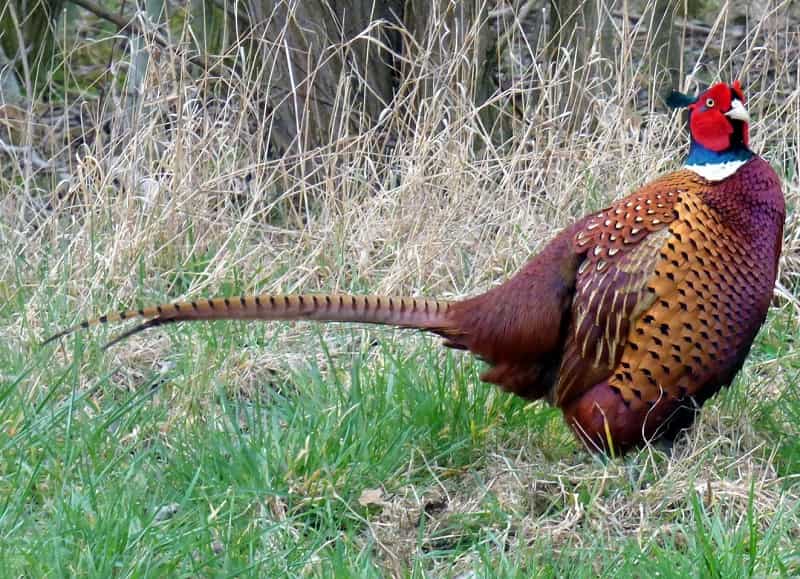 Hoendervogels (Galliformes) | DierenWiki | Hoendervogels