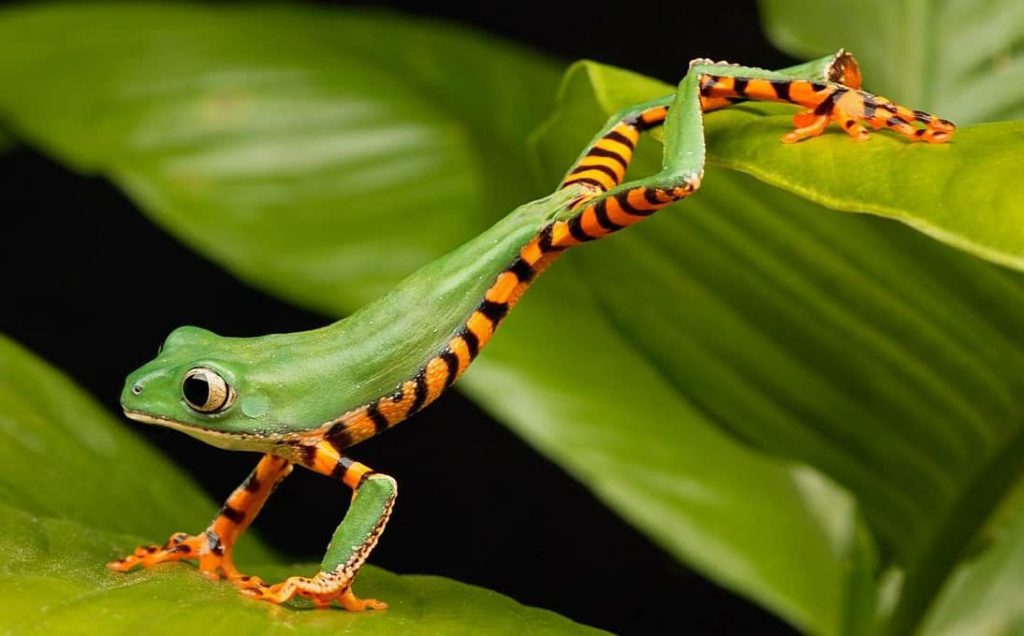 Amfibieën (Amphibia) | DierenWiki | Amfibieen