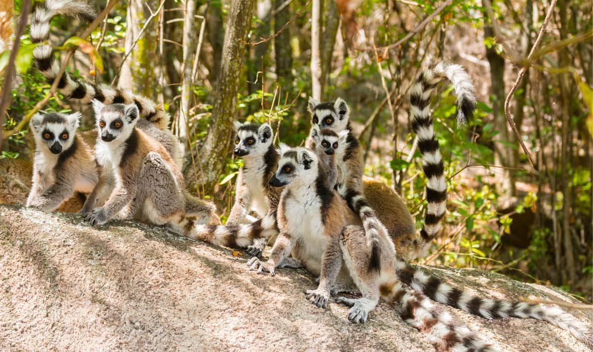 Maki | DierenWiki | Dieren > Primaten > Halfapen > Maki's