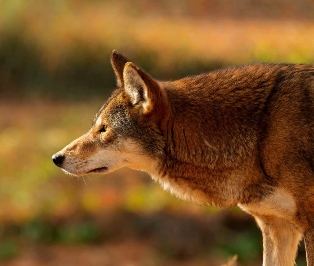 Canis | DierenWiki | Roofdieren | Hondachtigen | Canis